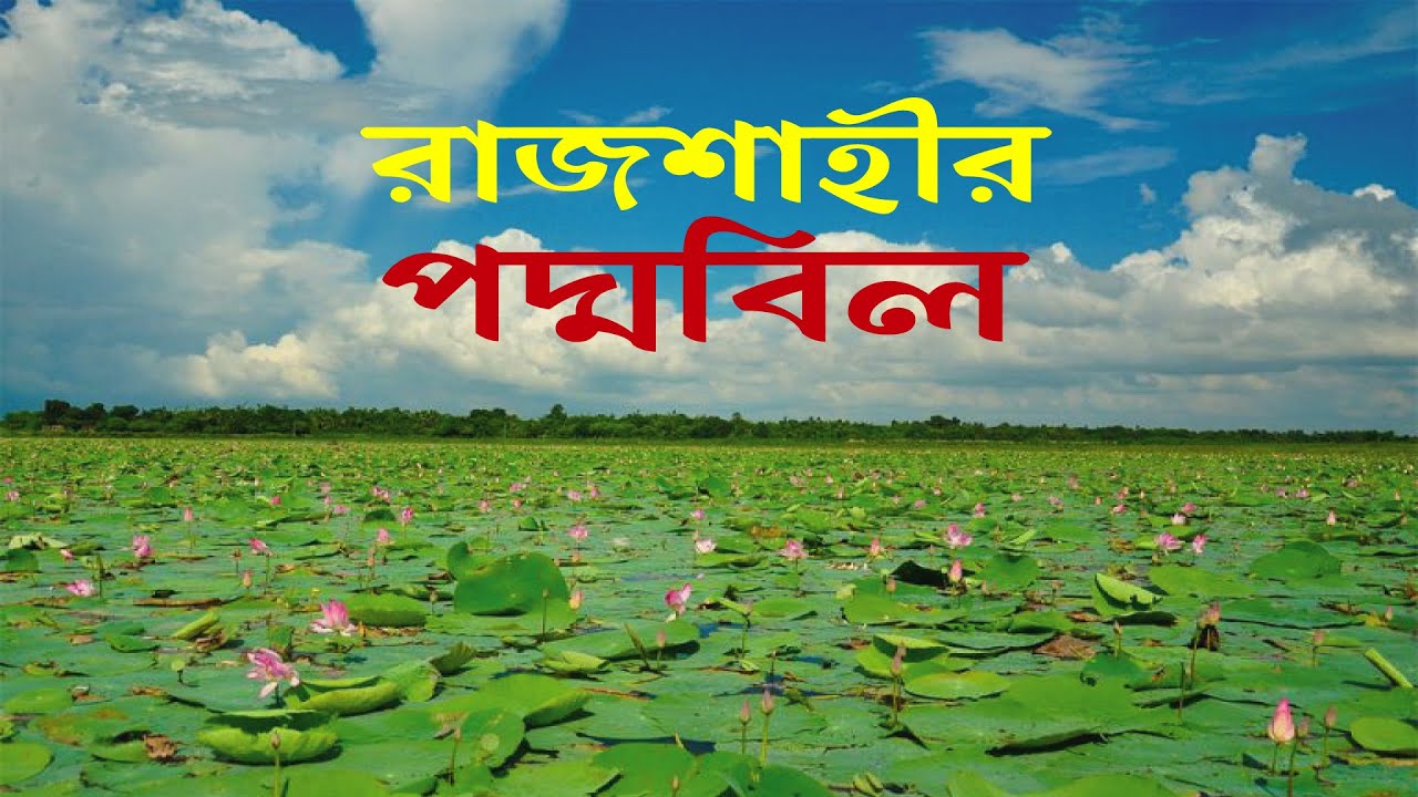 পদ্ম বিলে গিয়ে এ কি হল দেখুন | Poddo Bill Rajshahi | পদ্মবিল রাজশাহী ...