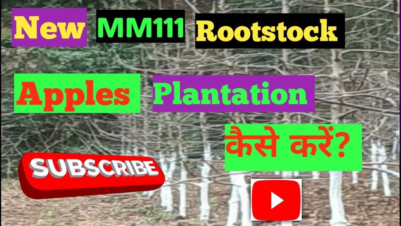 Apple Rootstock MM111 new plantation kaise karen mm111 plantation ...