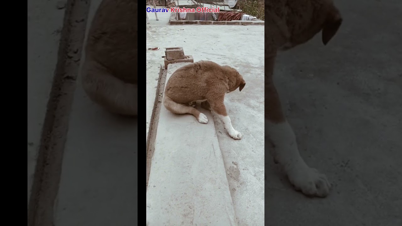 cute Pappy @AaronsAnimals @Animals_Home @kidstvsongs @ActiveRahul - YouTube