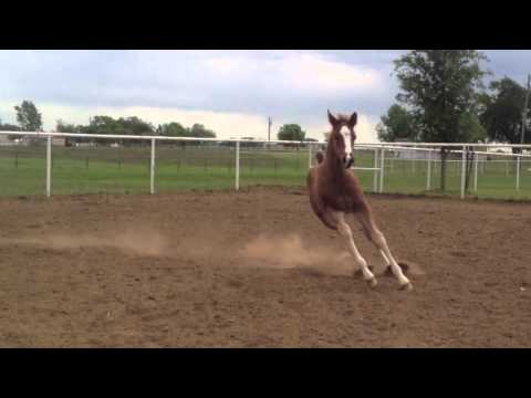 Dash Ta Fame x Firewater Fiesta 2013 Colt - YouTube