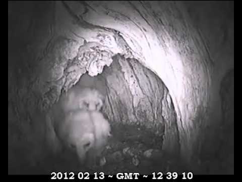 Query #5 gets Mama's mouse/vole @ 1240pm and swallows it in 4 mins+ - Courtesy of Audubon