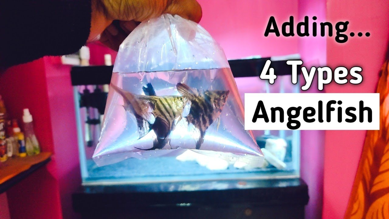 Angel fish tank | Adding angel fish | Angel fish tank setup - YouTube