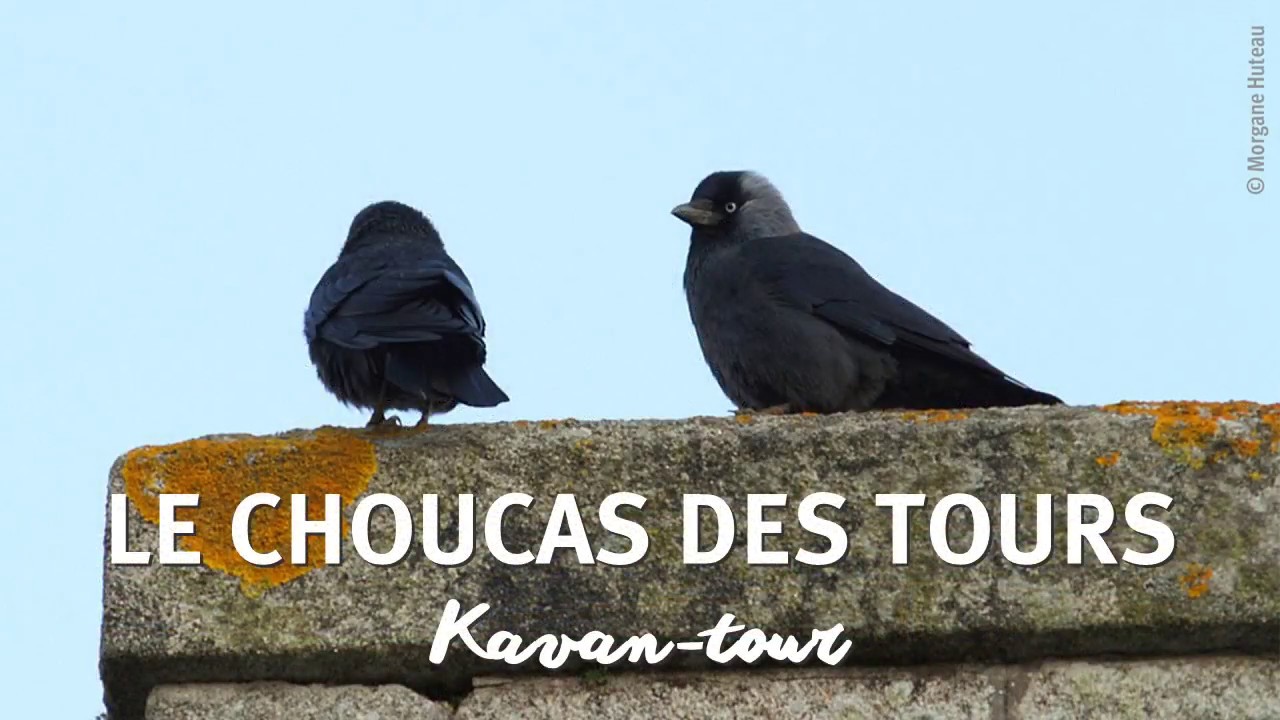 [OISEAUX DES JARDINS ] Le Choucas des tours - YouTube
