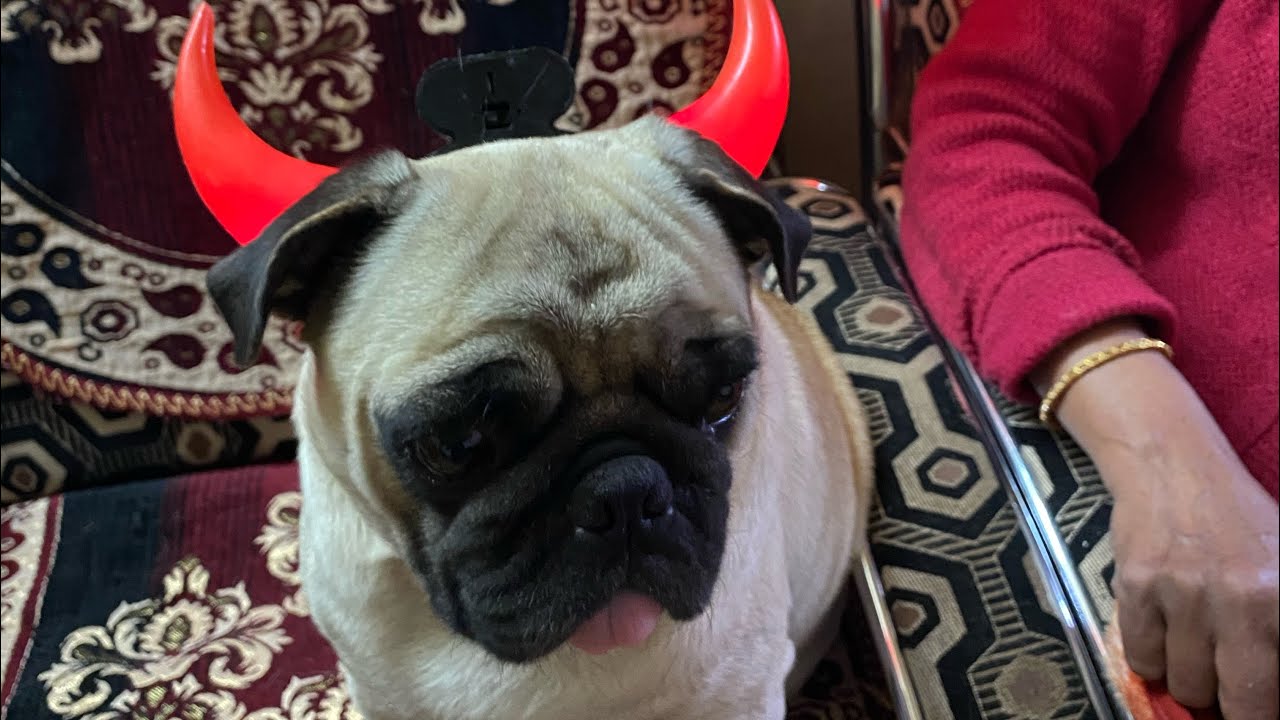 HOW I GOT STUFFY THE PUG STORY OF STUFFY - YouTube
