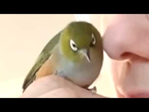 Bird returns every night at 5:30 to sleep inside woman's house