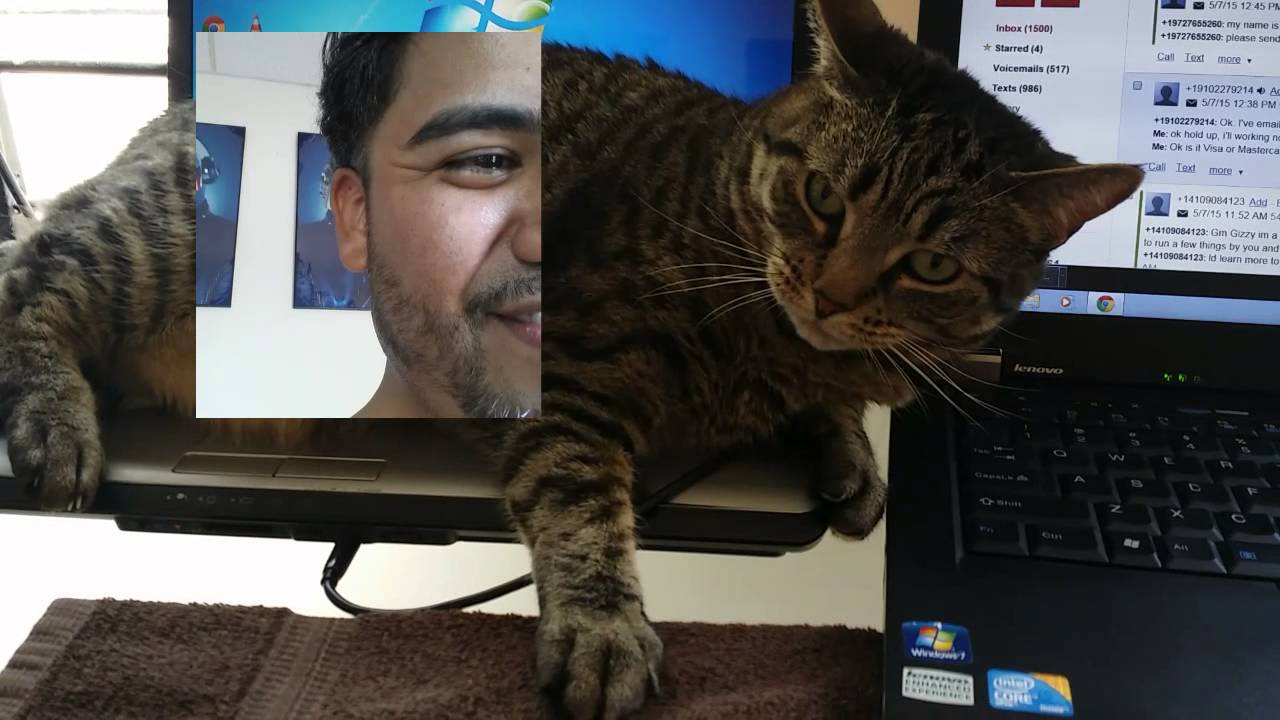 Annoying Angry cat thinks she owns the laptop smh #pixiethecat - YouTube