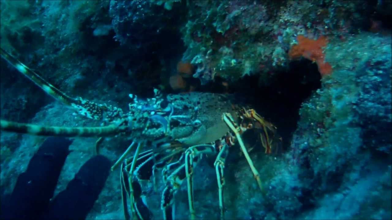 CONTOUR GPS scuba diving - Brač - 40m - YouTube