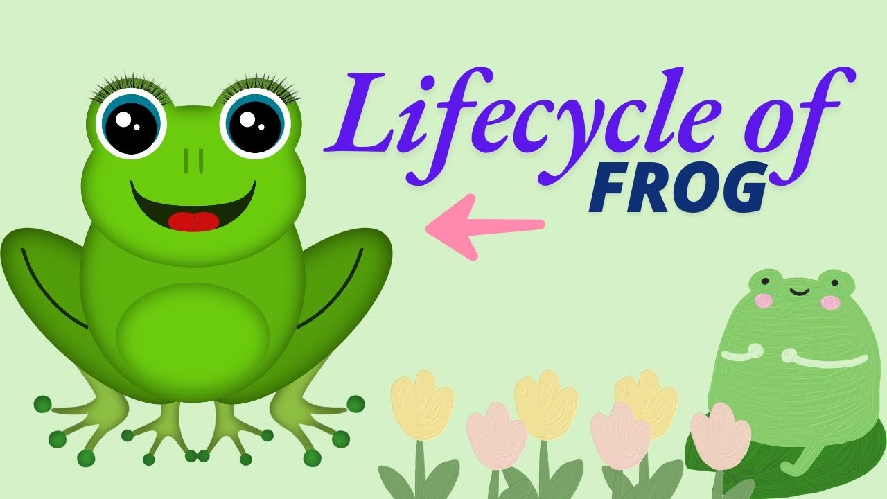 Learn Frog Life: A Journey from Tadpole to Toad | Kindergarten video ...