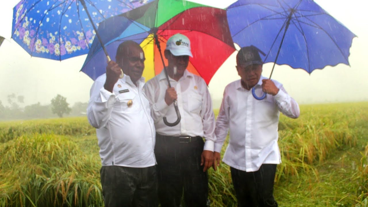 Panen Raya Padi di lahan Distrik Semangga (17,630.67 Ha), di Kabupaten ...