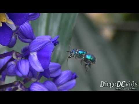 Euglossa bazinga - Euglossine bee (Euglossini) - YouTube