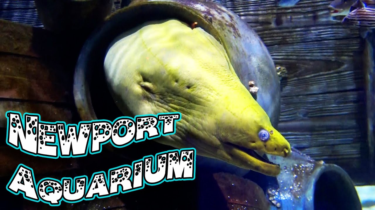 Newport Aquarium - We Walked a Rope Bridge Over SHARKS!!! - Kentucky ...