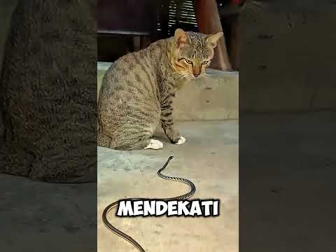 kucing vs ular⁉️😱