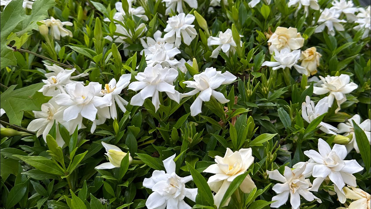BIRDS CHIRPING,SMELLING THE AROMA OF WHITE GARDENIA PLANT WITH A CUP OF ...