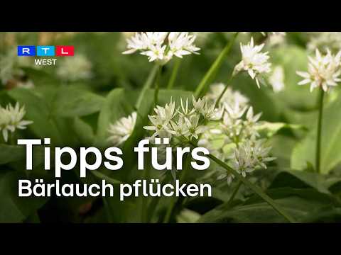 Richtig Bärlauch pflücken – Kräuter-Frau klärt auf! | RTL WEST
