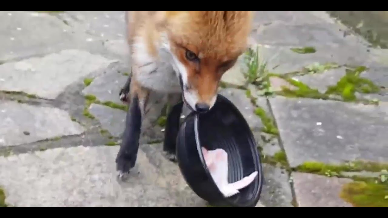 FEEDING CHICKEN WING TO A FRIENDLY URBAN CUTE FOX 🦊🦊😋😋😋Feeding a Wild ...