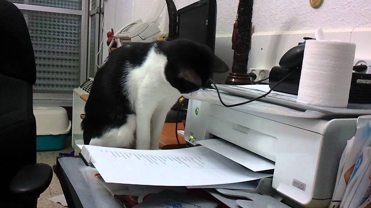 Copy Machine Cat
