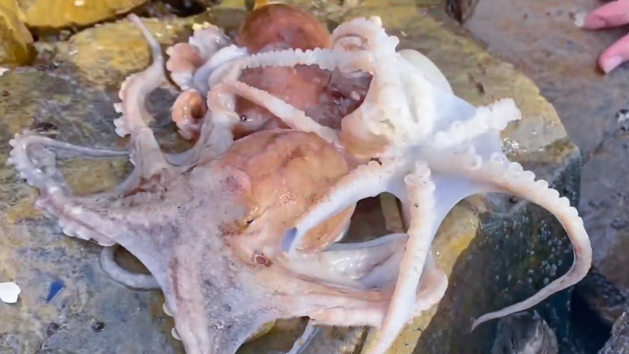 Short-legged octopus came out to breathe, and the nest under stone was ...
