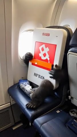A Gorilla Bit the Emergency Exit Handle (and a passenger) on an Airbus ...