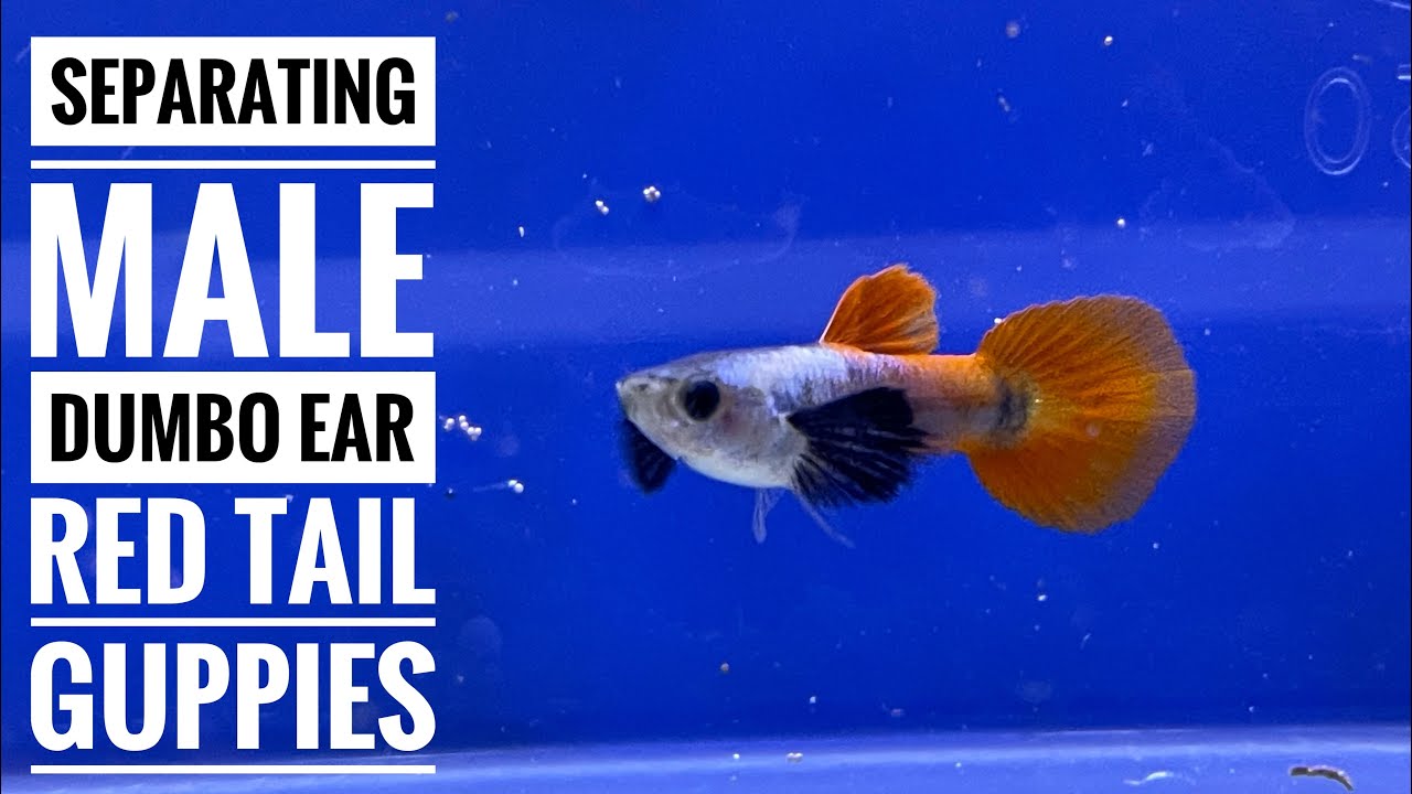 Dumbo Ear Red Tail Guppy (DERT): Separating Males & Females - YouTube