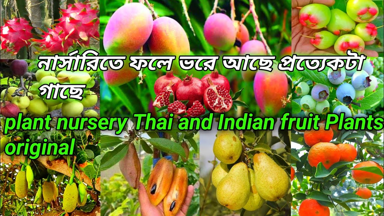 বিশ্বাস নার্সারি | biswas nursery | fruit plant nursery guma - YouTube