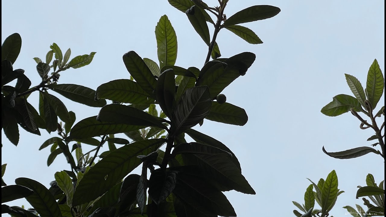 Loquot Producing Fruit In Zone 7 - YouTube