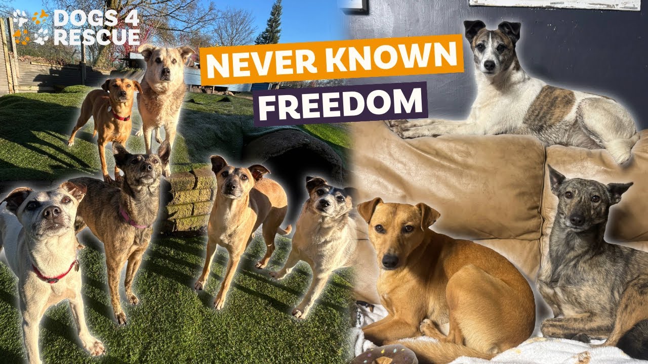 How do you get dogs who have NEVER known freedom ready for a home ...