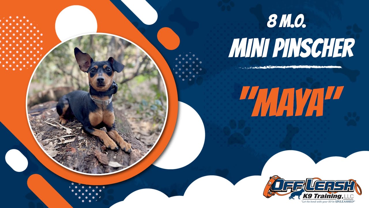 Mini Pinscher 🐶🦮Off leash Dog Training / Obedience Training 🦮🐶 - YouTube
