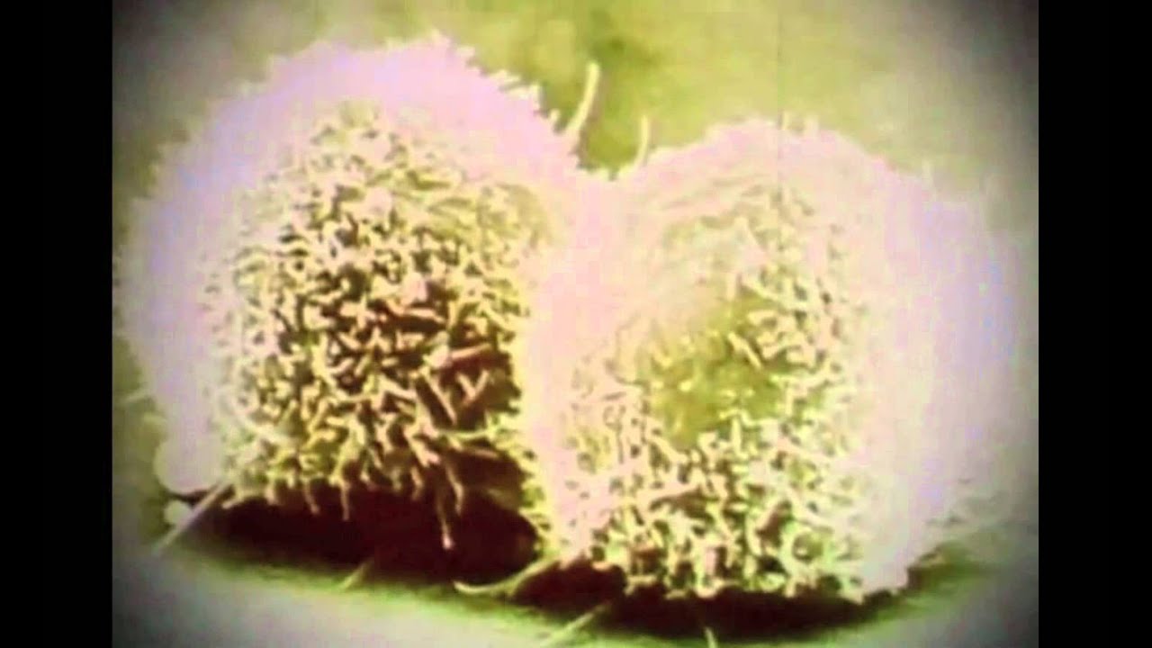 Mighty Chondria.mov - YouTube