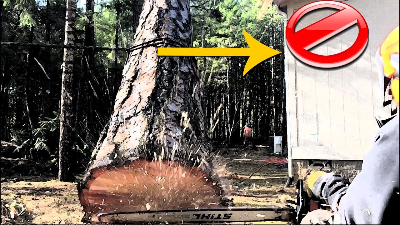 Small-scale Logging Around Homes - YouTube