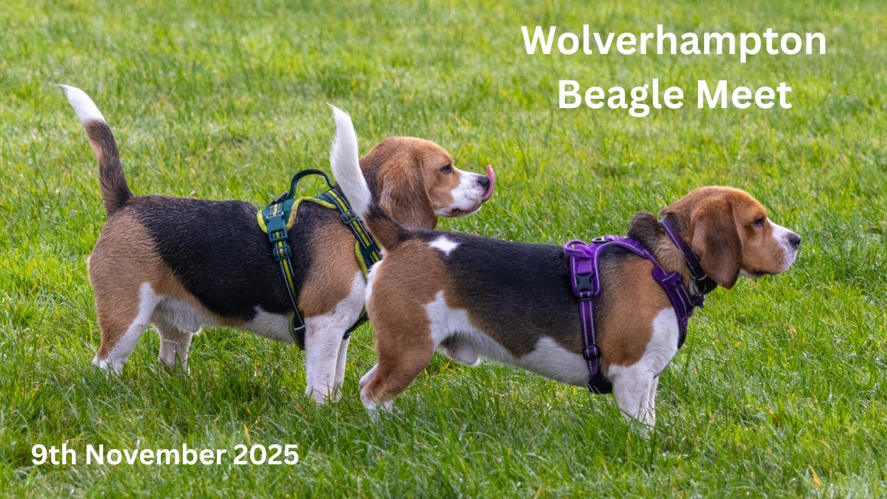 Wolverhampton Beagle Meet 9th November 2025 - YouTube