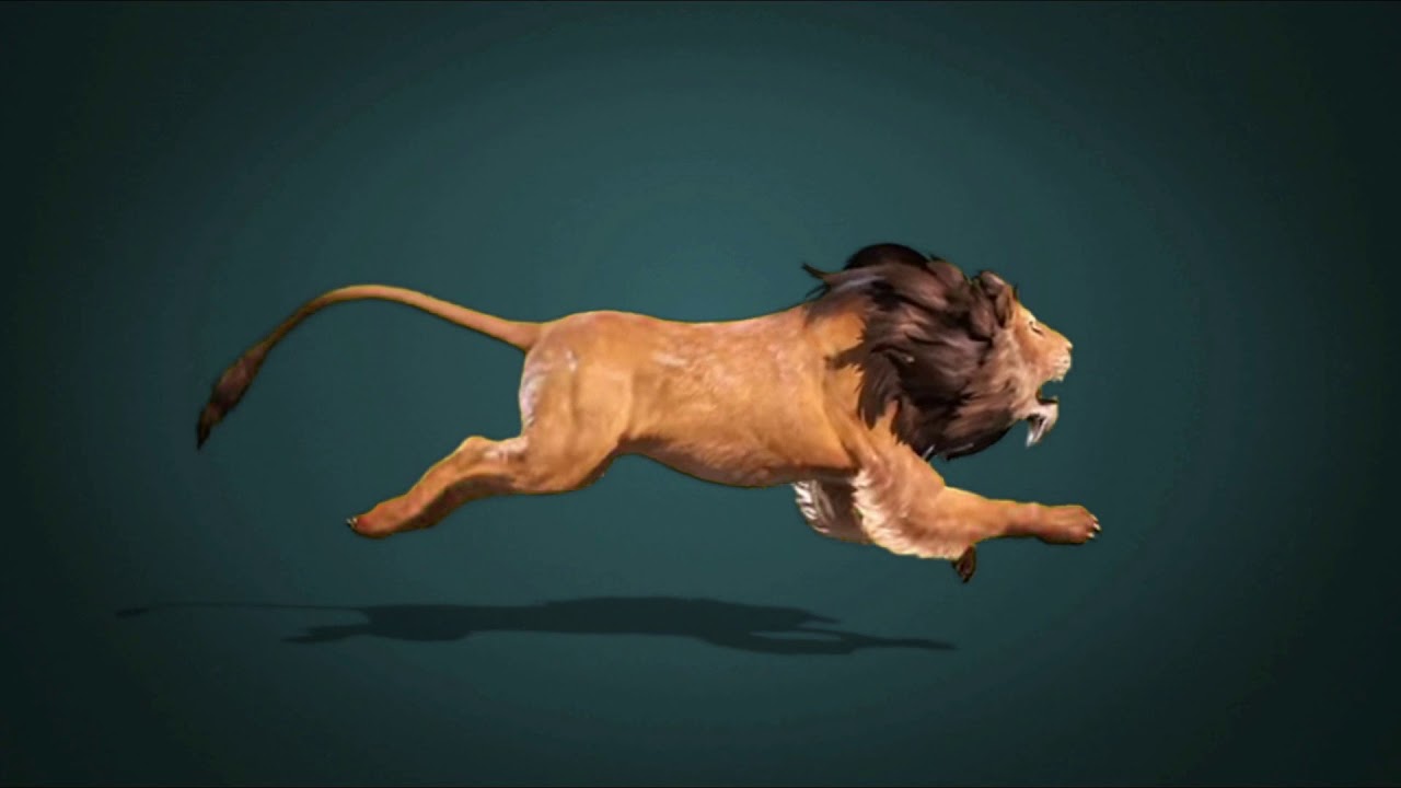23-Lion intro animation - YouTube