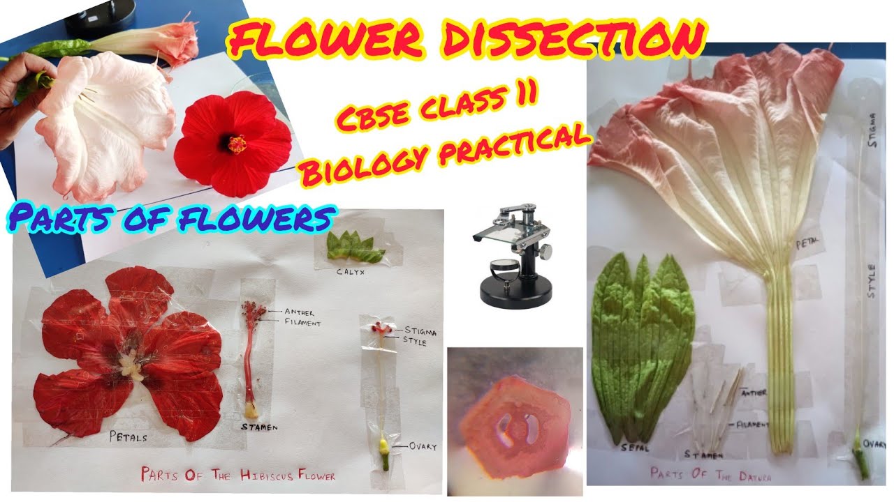 Flower Dissection Datura & Hibiscus | Parts of Flower | Term 1 Class 11 Biology Practical # ...