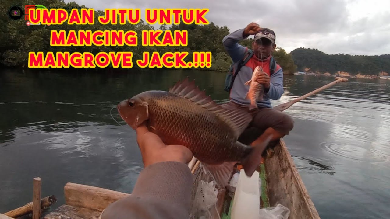 Cara Jitu Mancing Ikan Mangrove Jack Dengan Tehnik Mancing Tradisional ...