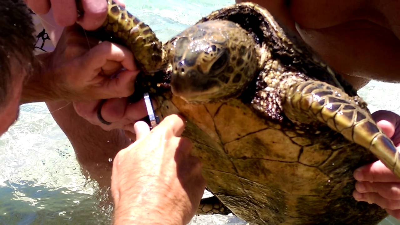 Sea Turtle rescue at Polo Beach Oahu HI - YouTube