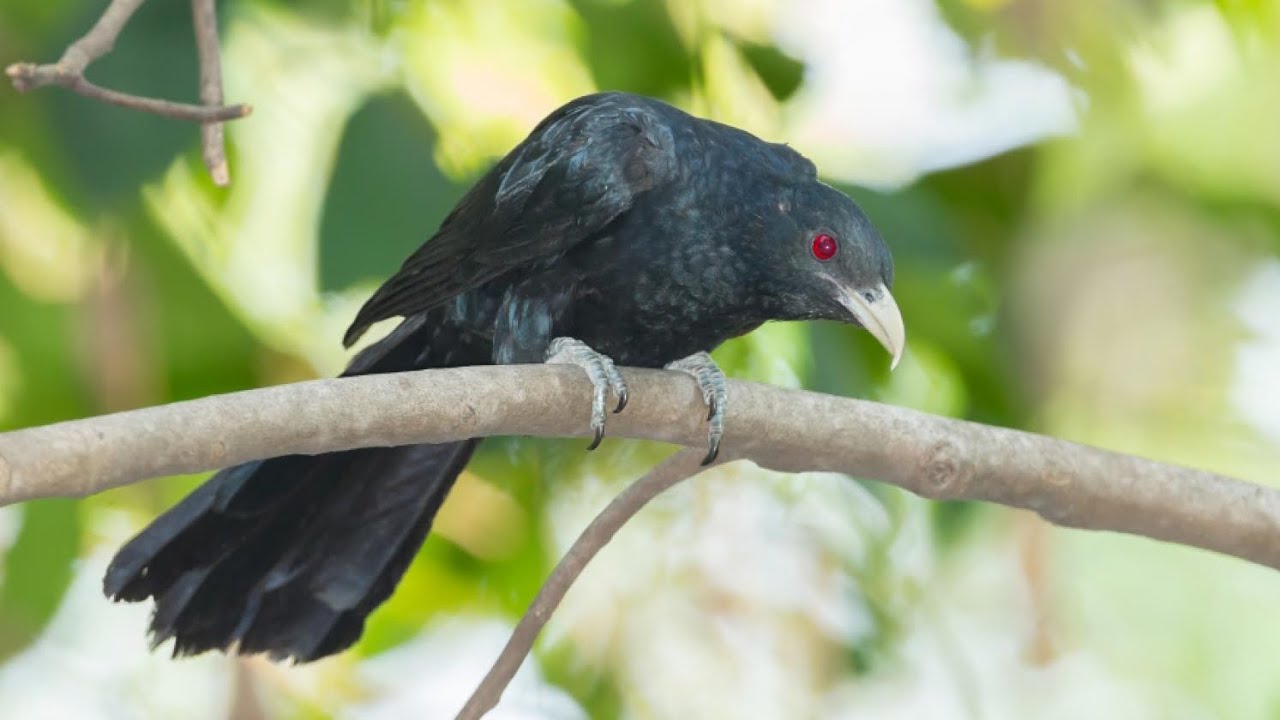 🔴SUARA PIKAT BURUNG TUWU SULAWESI TERBARU 2023 - YouTube
