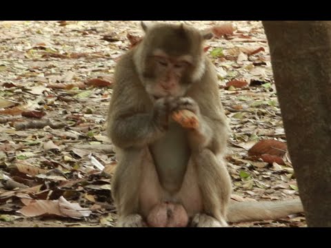Monkey Eugene -Mahanokor King/Alpha/ Polang Monkey General - YouTube
