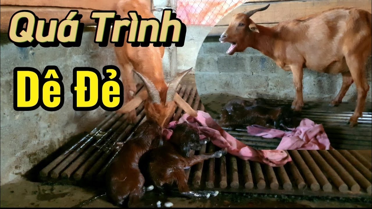 Quá Trình Khi Dê Đang Đẻ Sẽ Như Thế Nào | OK Duy Dê - YouTube