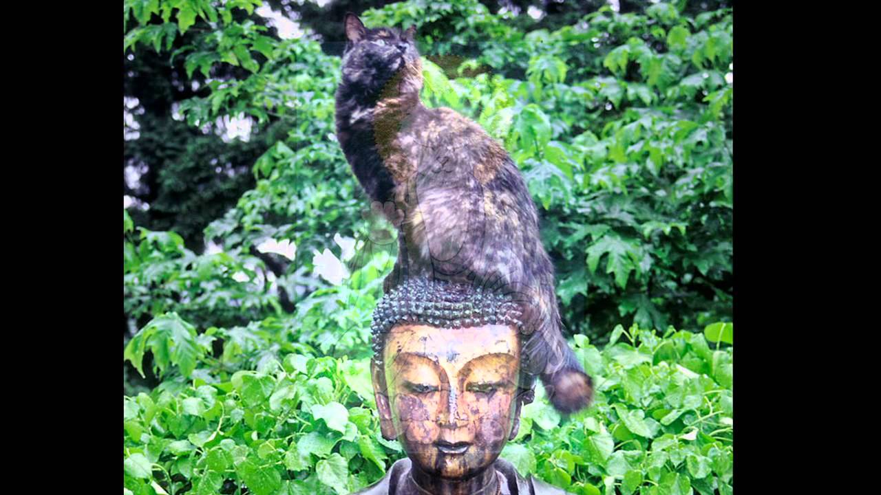 Buddha Cat - Everyone Wants to be a Cat - Aristocats - 720p HD - YouTube