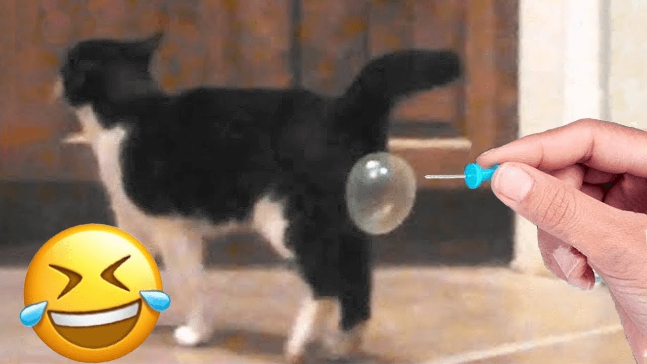 Funny Cats Popping Balloons Fail l Try Not To Laugh l Pets SGlobal ...