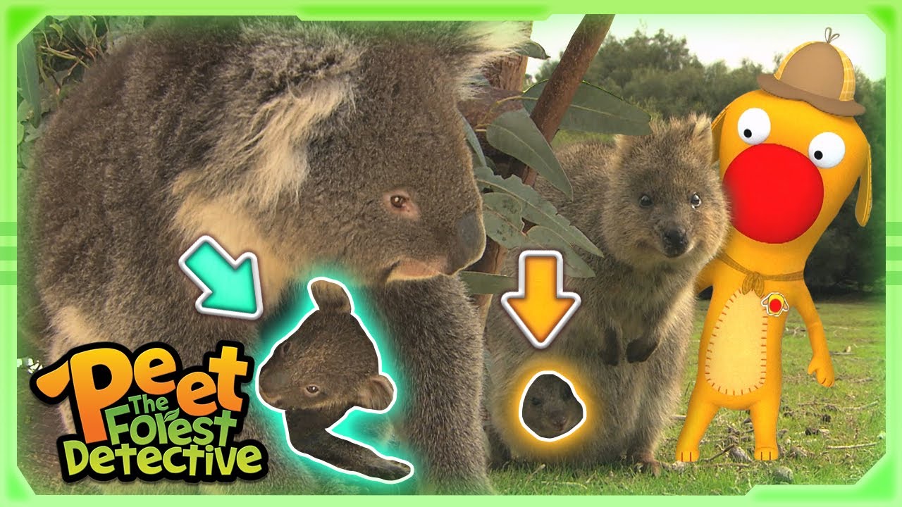 Peek Inside The Kangaroo Pouch! 🦘🔍 | Full Episode | Cartoons for Kids ...