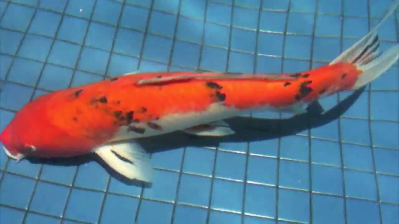 Koi Fish Ponds - Oahu, Hawaii - YouTube