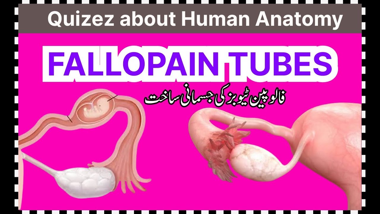anatomy of fallopian tube | phalopine tubes ki jismani sakht | फैलोपेन ...
