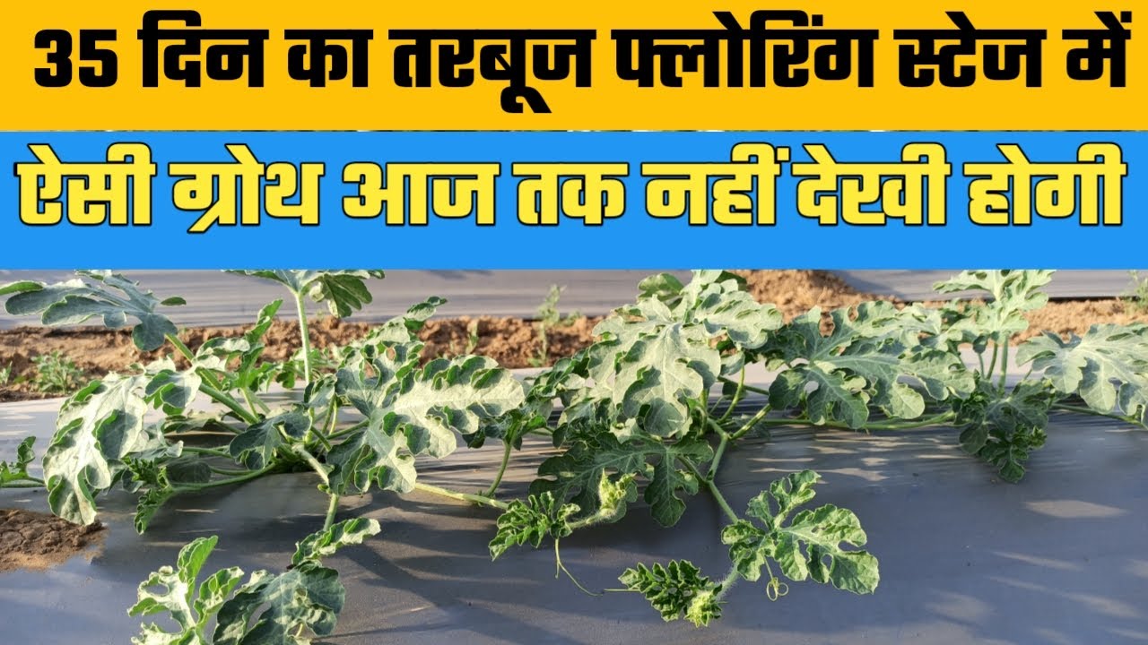 तरबूज की ऐसी ग्रोथ आपने पहले नहीं देखी होगी | tarbooj ki kheti | - YouTube
