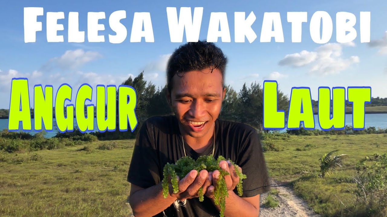 Anggur Laut Segar!!! Langsung dari Sumbernya 😁 - YouTube