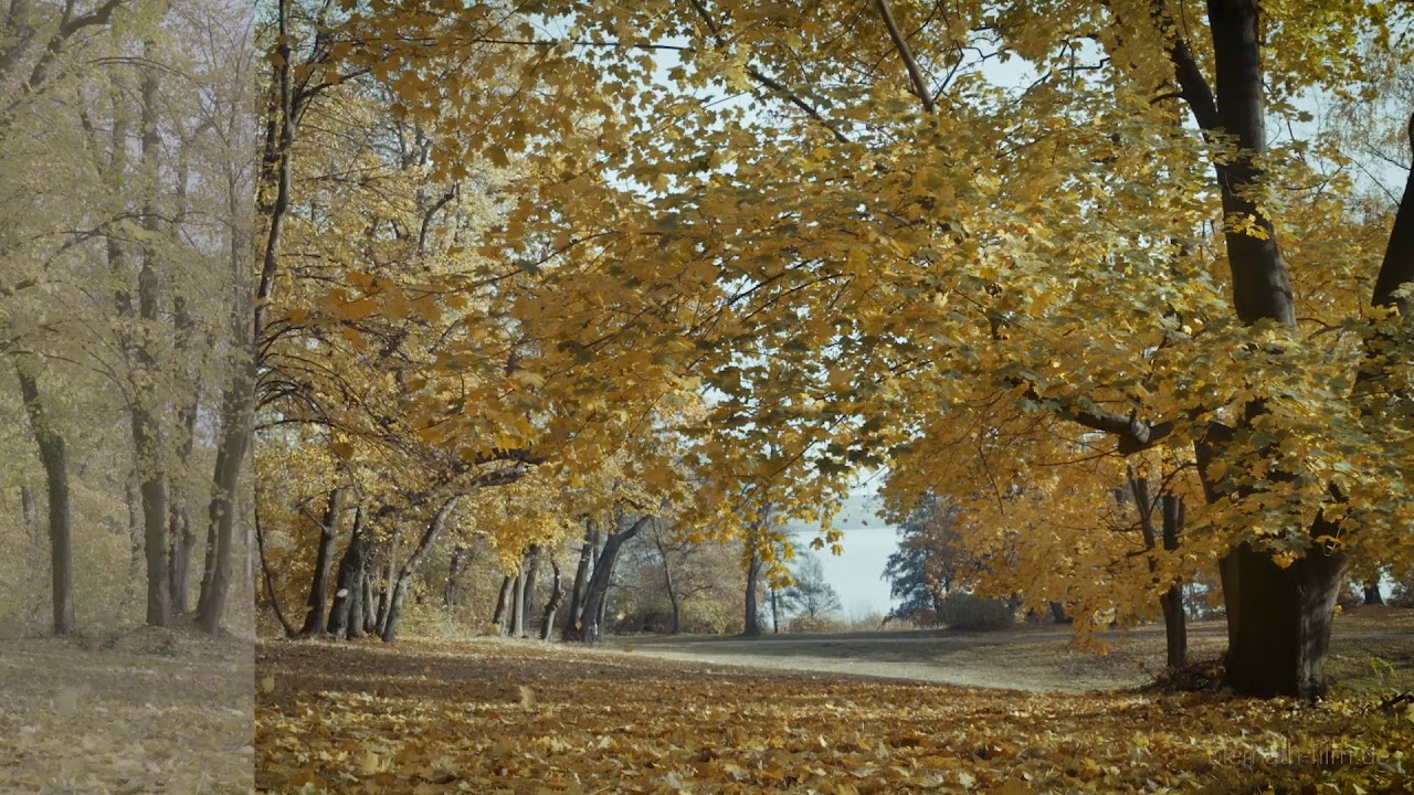 VFX Tutorial - Easy Falling Leaves - YouTube
