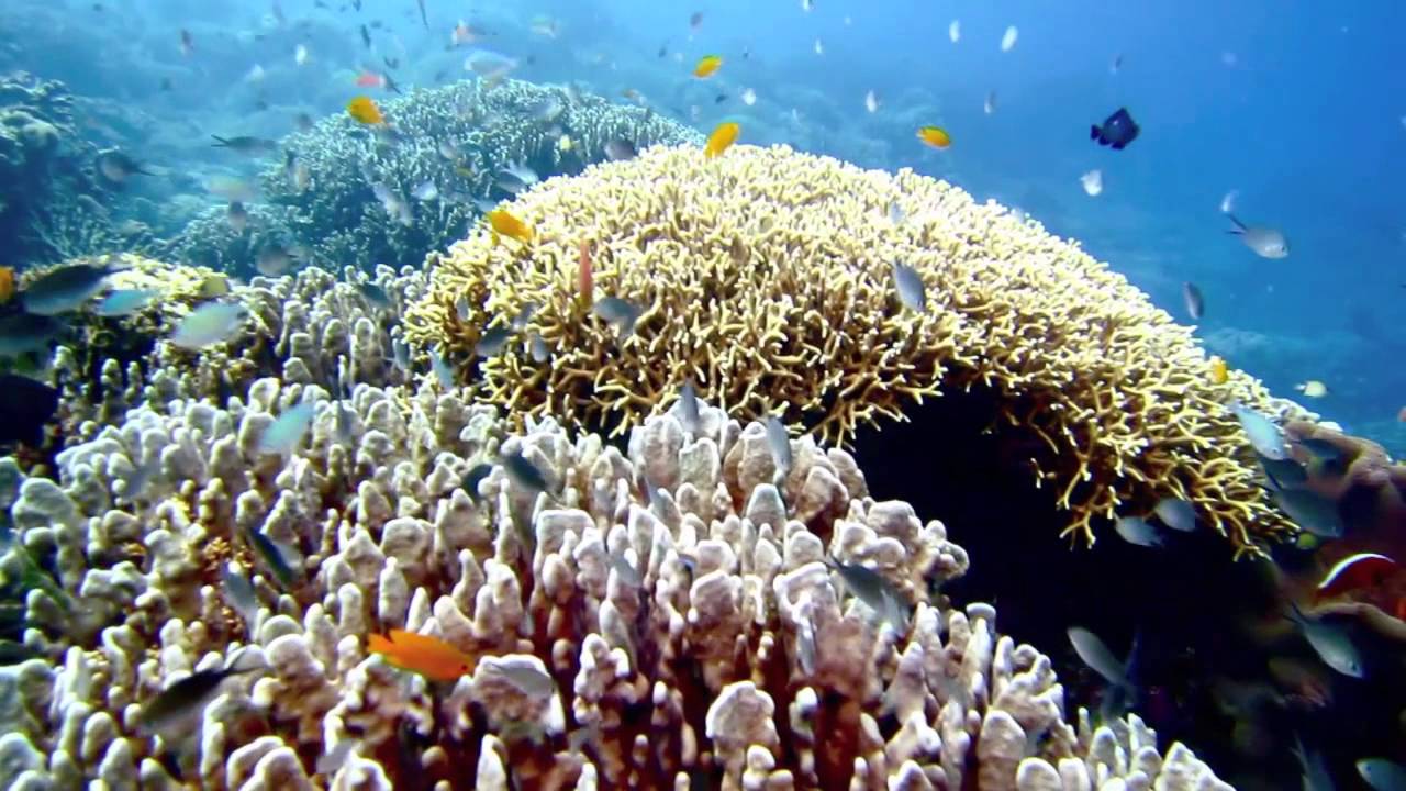 Sumilon Boat Safari - Scuba Diving, Cebu, Philippines - YouTube