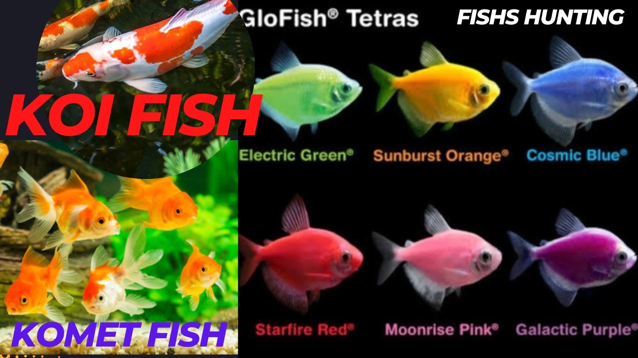 Fishing and Hunting For Colorful Glofish, Komet Fish, Koi Fish in ...
