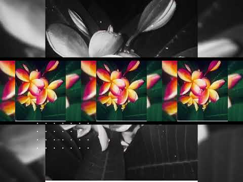 🌺 Reprise Moemoe au 🌺