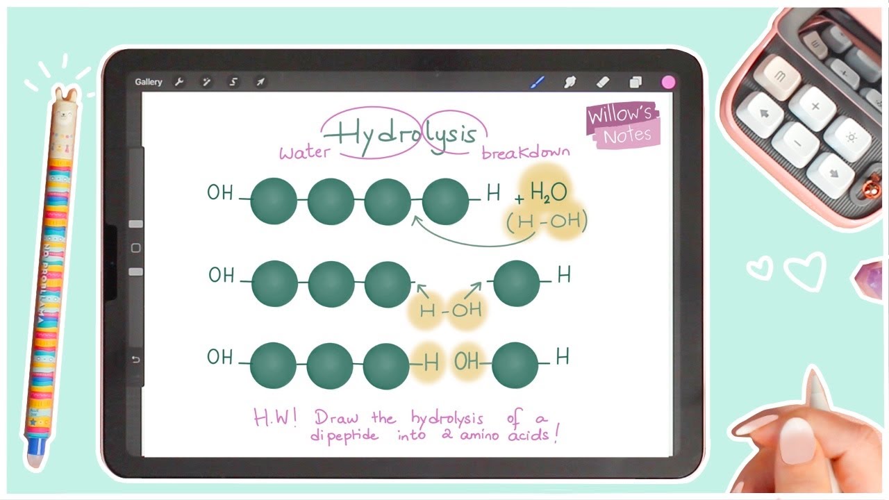 Hydrolysis - AP and DP Biology - YouTube