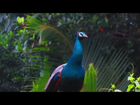 Beautiful Peacock Closeup video | Sri Lankan Beautiful Peacock Colorful Peacock Caught on Camera #2